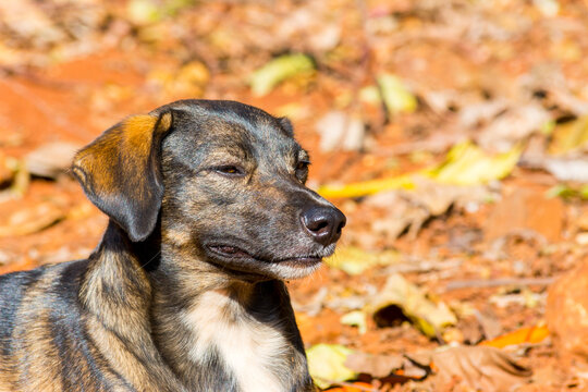รูปภาพDocile – เลือกดูภาพถ่ายสต็อก เวกเตอร์ และวิดีโอ9,383 | Adobe Stock
