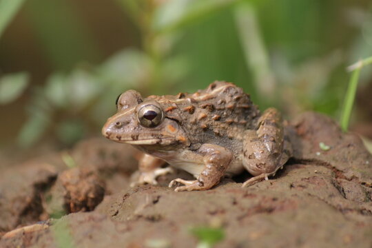 "Rice Field Frog" Images – Browse 75 Stock Photos, Vectors, and Video ...