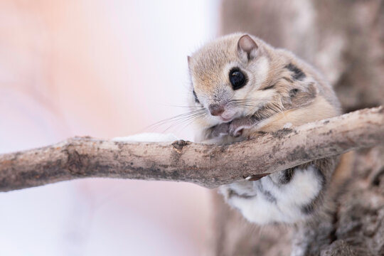 Cute Baby Flying Squirrel