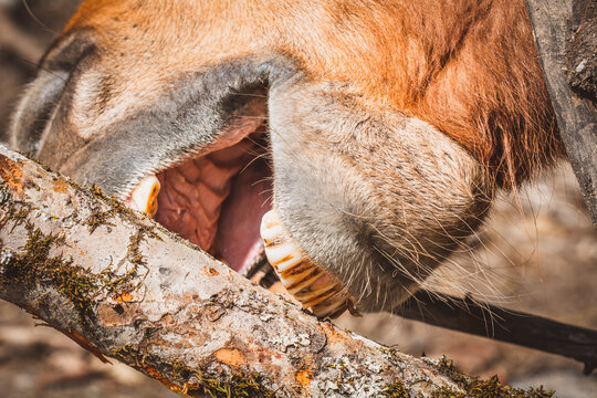 「Nagen」の写真素材 | 1,536件の無料イラスト画像 | Adobe Stock