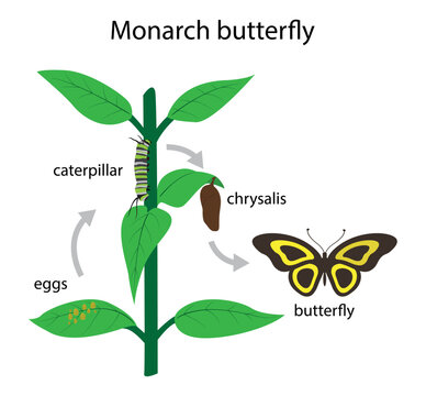 "Complete Metamorphosis" Images – Browse 426 Stock Photos, Vectors, and ...