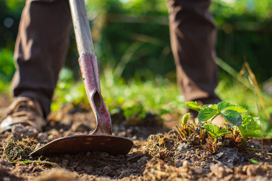 Imágenes de Azadón: descubre bancos de fotos, ilustraciones, vectores y ...