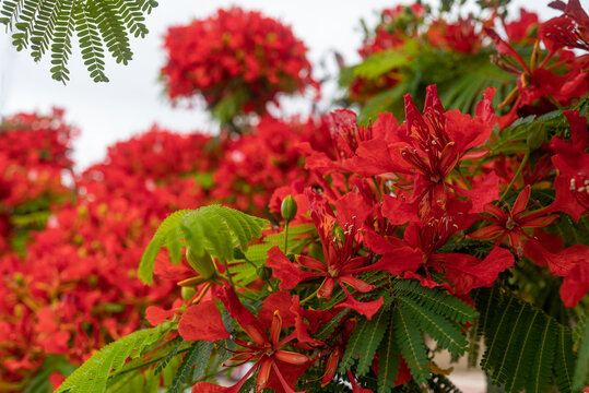 รูปภาพ"Flamboyant – เลือกดูภาพถ่ายสต็อก เวกเตอร์ และวิดีโอ62,595 ...