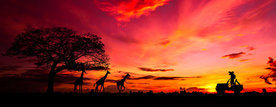 Safafi Images – Browse 7 Stock Photos, Vectors, and Video | Adobe Stock