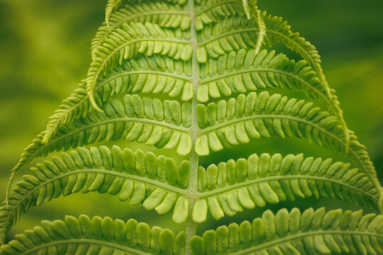 รูปภาพFolium – เลือกดูภาพถ่ายสต็อก เวกเตอร์ และวิดีโอ3,044 | Adobe Stock
