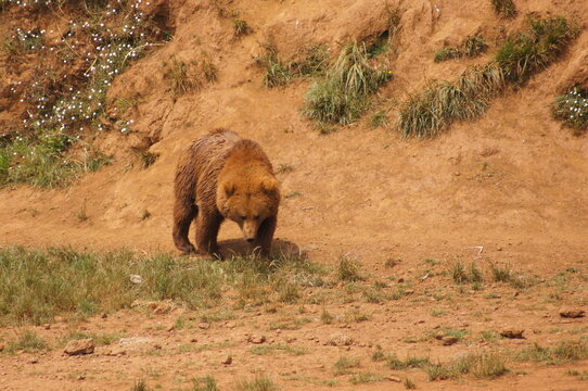 Imágenes de Plantigrado: descubre bancos de fotos, ilustraciones ...