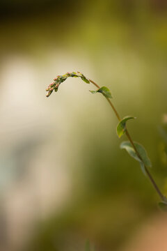 Rdest Images – Browse 55 Stock Photos, Vectors, and Video | Adobe Stock