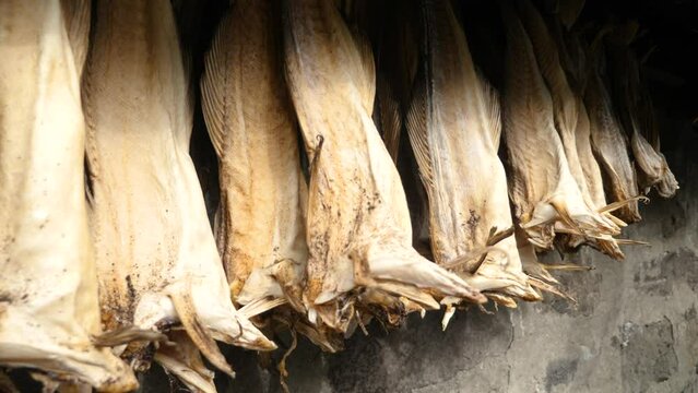 Clipfish Images – Browse 5,055 Stock Photos, Vectors, and Video | Adobe ...