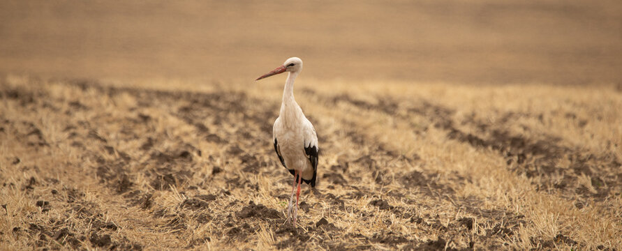 Struts bilder – Bläddra bland 14,367 stockfoton, vektorer och videor ...