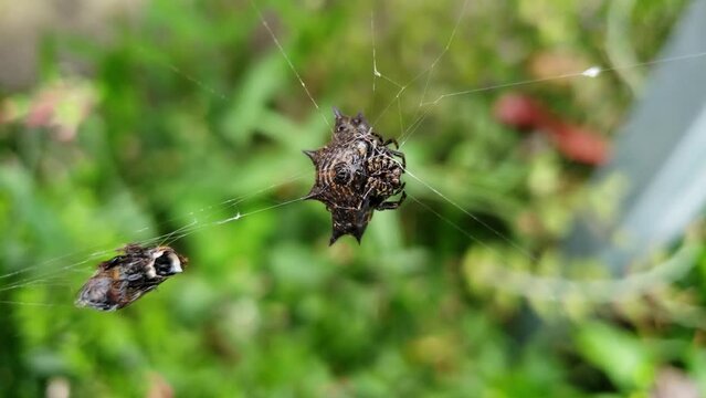 "Gasteracantha Cancriformis" Images – Browse 143 Stock Photos, Vectors ...