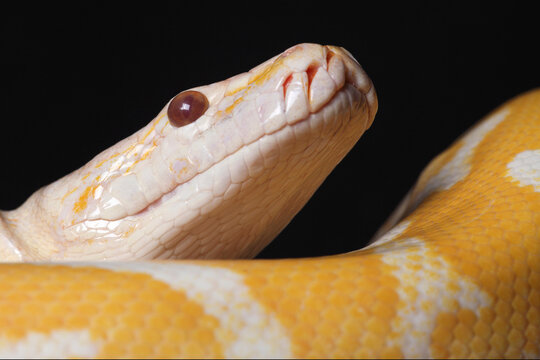 "Indian Rock Python" Images – Browse 709 Stock Photos, Vectors, and ...