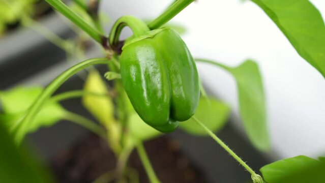 Parika Images – Browse 766 Stock Photos, Vectors, and Video | Adobe Stock