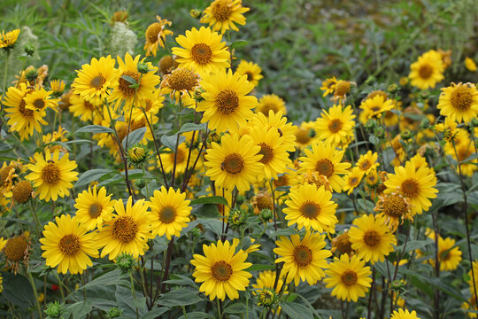 "False Sunflower" Bilder – Durchsuchen 994 Archivfotos, Vektorgrafiken ...