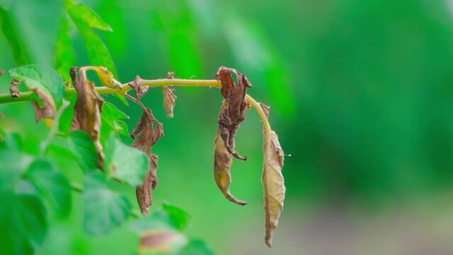 "Late Blight" Images – Browse 731 Stock Photos, Vectors, and Video ...