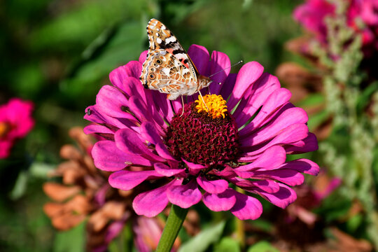 Cinnia Images – Browse 36 Stock Photos, Vectors, and Video | Adobe Stock