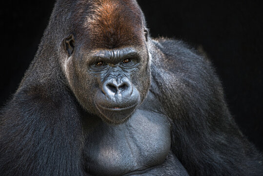 Imágenes de Primata: descubre bancos de fotos, ilustraciones, vectores ...