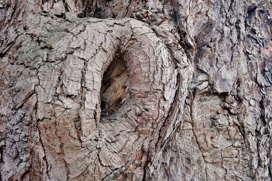 「Astloch」の画像 - 3,592 件の Stock 写真、ベクターおよびビデオ | Adobe Stock