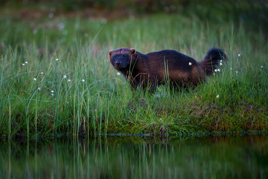 Mustelidae Bilder – Durchsuchen 8,856 Archivfotos, Vektorgrafiken und ...