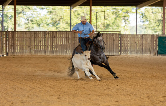 Working Cow Horse Images – Browse 2,874 Stock Photos, Vectors, and ...