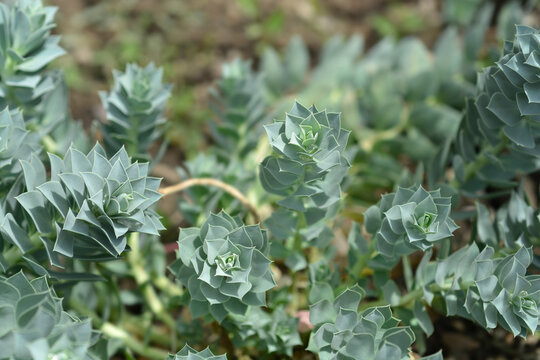 "Mole Plant" Bilder – Durchsuchen 794 Archivfotos, Vektorgrafiken und ...