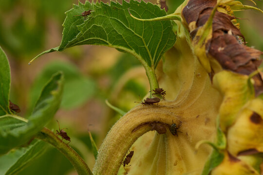 Marg Bilder – Durchsuchen 763 Archivfotos, Vektorgrafiken und Videos ...