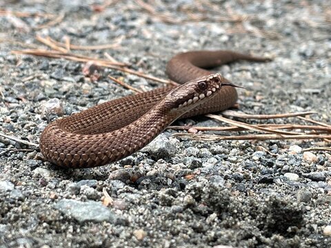 「Natter」の画像 - 5,178 件の Stock 写真、ベクターおよびビデオ | Adobe Stock