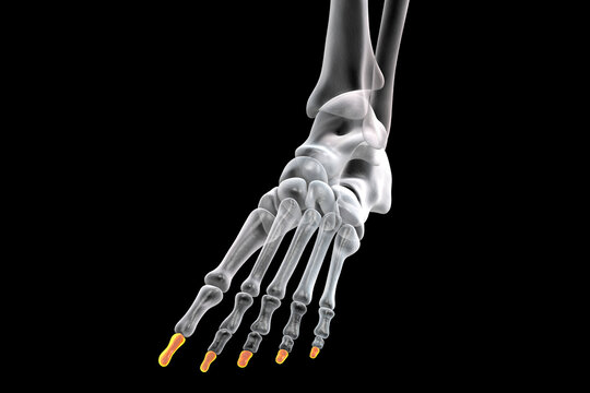 Phalanges Bones