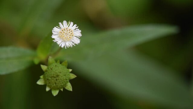 False Daisy Images – Browse 1,036 Stock Photos, Vectors, and Video ...