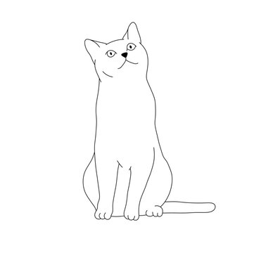 Sitting Cat Drawing