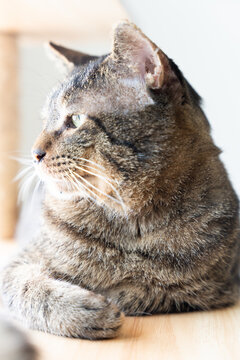 Pfettenkopf Bilder – Durchsuchen 717 Archivfotos, Vektorgrafiken und ...