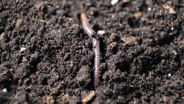 「Rain-Worm」の画像 - 146 件の Stock 写真、ベクターおよびビデオ | Adobe Stock