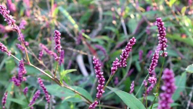 Smartweed Images – Browse 3,150 Stock Photos, Vectors, and Video ...