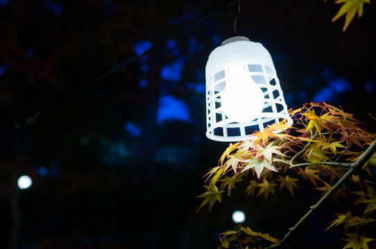 รูปภาพCatamite – เลือกดูภาพถ่ายสต็อก เวกเตอร์ และวิดีโอ1,098 | Adobe Stock