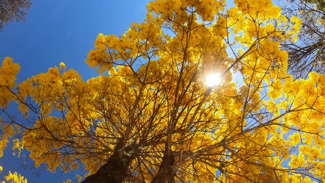 "Trumpet Tree" Images – Browse 3,661 Stock Photos, Vectors, and Video ...