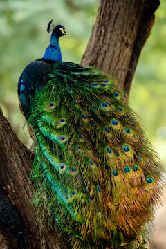 Roosting Images – Browse 6,436,238 Stock Photos, Vectors, and Video ...