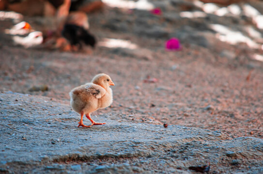 Pollito bilder – Bläddra bland 523 stockfoton, vektorer och videor ...