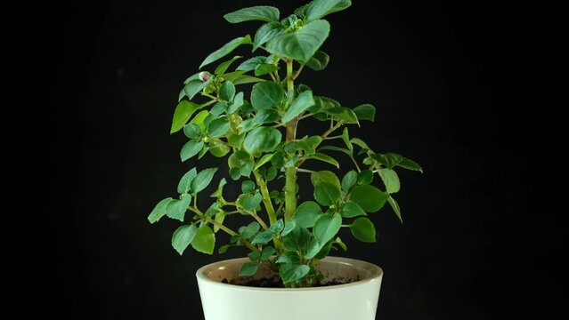 Snapweed Images – Browse 333 Stock Photos, Vectors, and Video | Adobe Stock