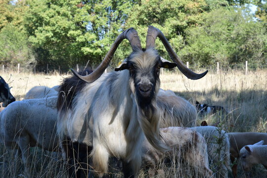 Imagens de Bouc – Explore Fotografias do Stock, Vetores e Vídeos de ...