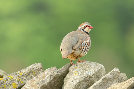 รูปภาพGalliformes – เลือกดูภาพถ่ายสต็อก เวกเตอร์ และวิดีโอ15,771 ...
