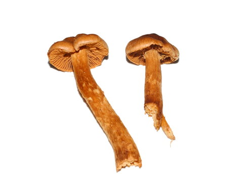 Orellanus Images – Browse 69 Stock Photos, Vectors, and Video | Adobe Stock