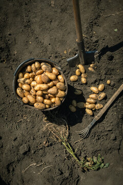 "Potato Tops"-Bilder: Stock-Fotos & -Videos. | Adobe Stock
