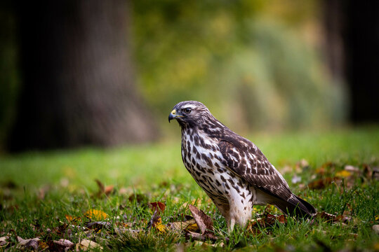 Imágenes de Buse: descubre bancos de fotos, ilustraciones, vectores y ...