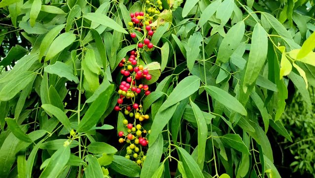 Moonseed Images – Browse 421 Stock Photos, Vectors, and Video | Adobe Stock