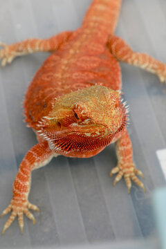 "Red Lizard" Images – Parcourir 277 le catalogue de photos, vecteurs et ...