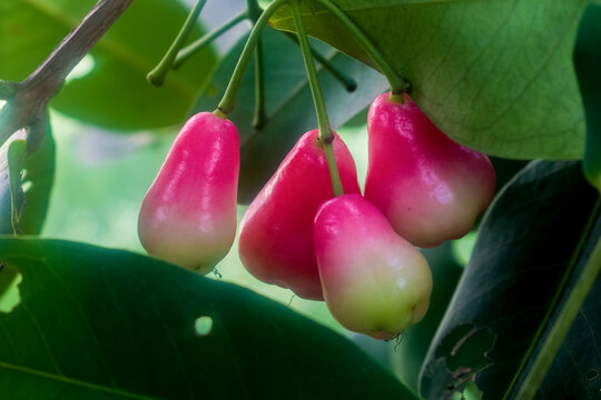 รูปภาพChambakka – เลือกดูภาพถ่ายสต็อก เวกเตอร์ และวิดีโอ2,370 | Adobe Stock