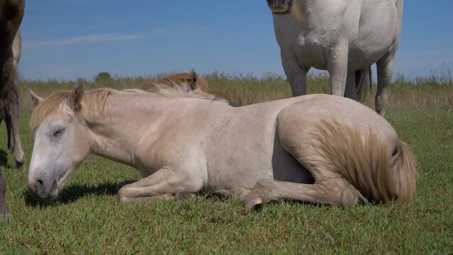 "Resting Horse" 影像 – 瀏覽 49 個素材庫相片、向量圖和影片 | Adobe Stock