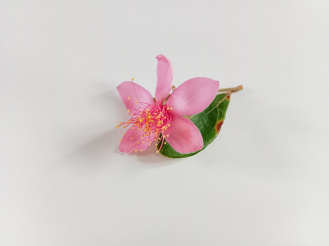 Rose Myrtle"」の写真素材 | 141件の無料イラスト画像 | Adobe Stock