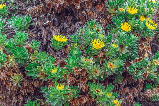 รูปภาพAsteriscus – เลือกดูภาพถ่ายสต็อก เวกเตอร์ และวิดีโอ175 | Adobe Stock