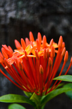 「Viruchi」の画像 - 167 件の Stock 写真、ベクターおよびビデオ | Adobe Stock