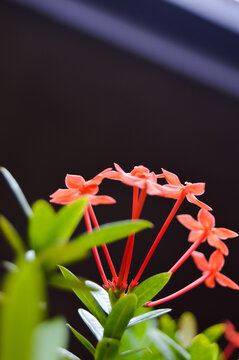 「Viruchi」の画像 - 167 件の Stock 写真、ベクターおよびビデオ | Adobe Stock